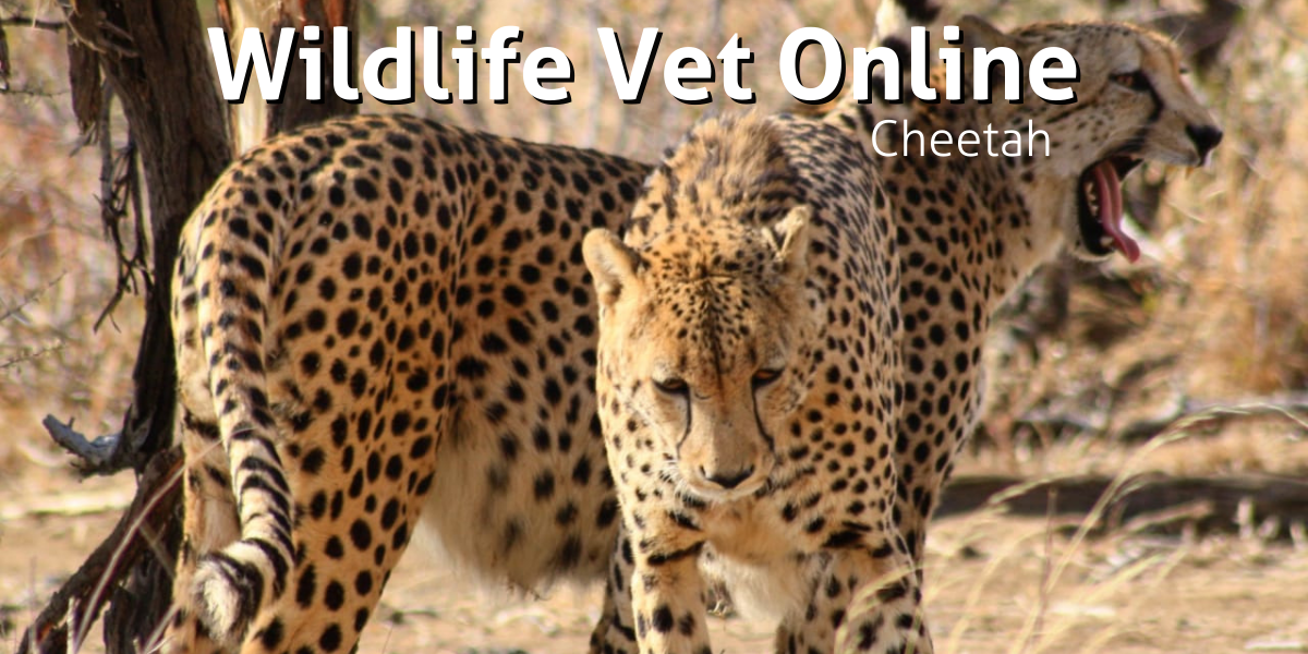 Wildlife Vet Online – By ProVet Wildlife Hospital